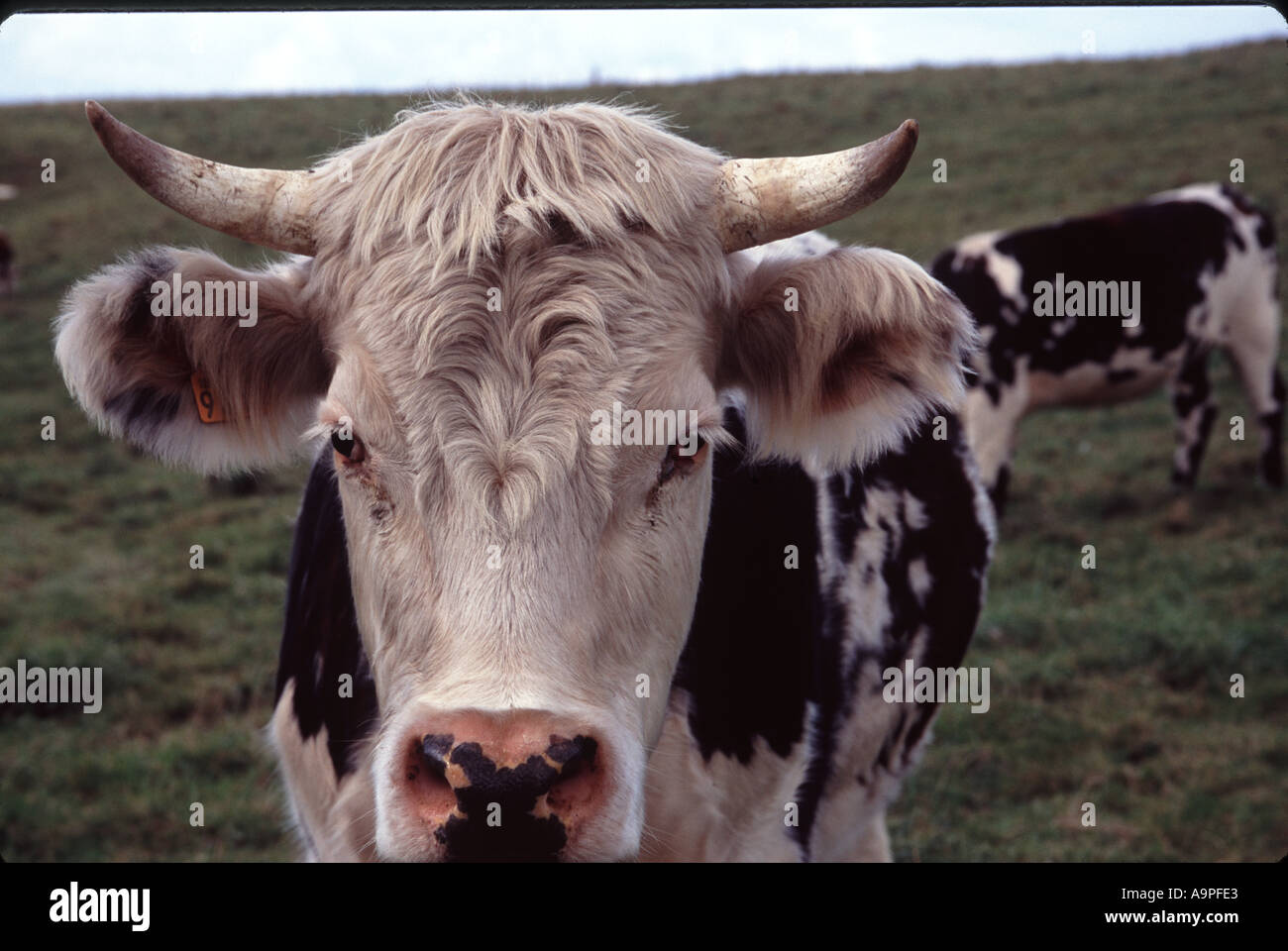 Normande cow hi-res stock photography and images - Alamy