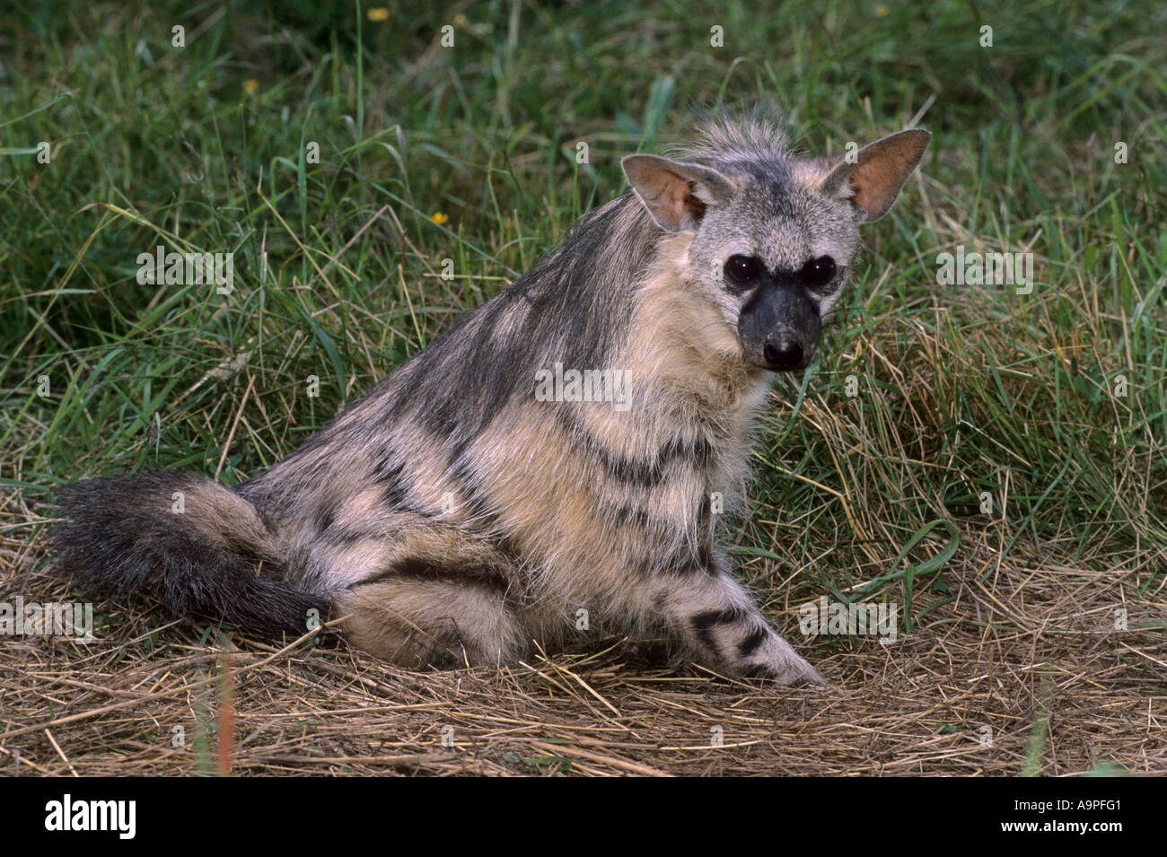 Aardwolf Proteles cristatus South and east Africa. Captive Stock Photo ...