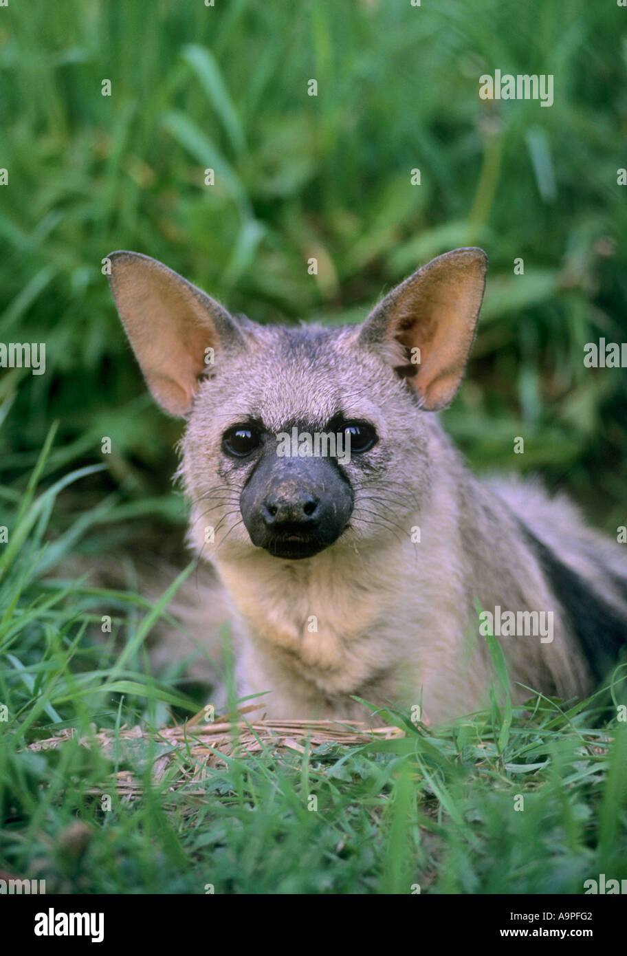 Aardwolf termite hi-res stock photography and images - Alamy
