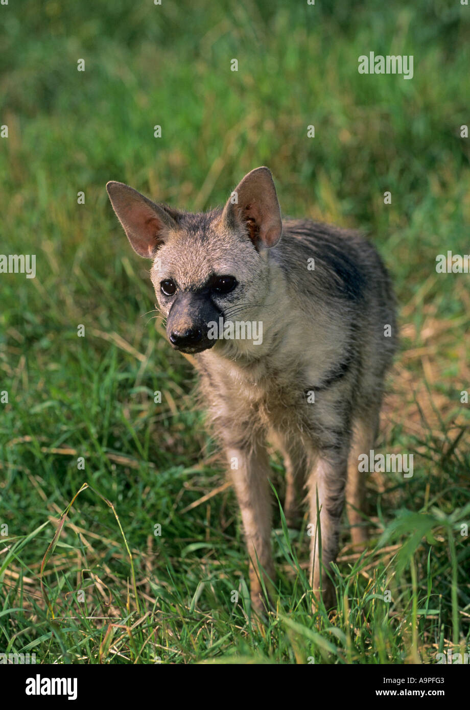 Aardwolf eating termite hi-res stock photography and images - Alamy
