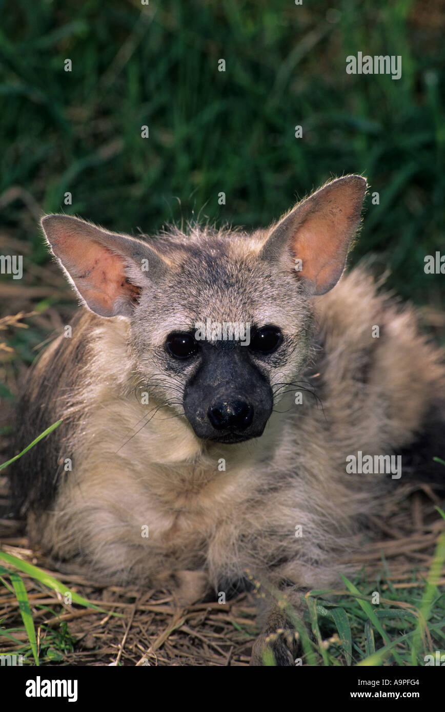 Aardwolf proteles cristatus hi-res stock photography and images - Alamy