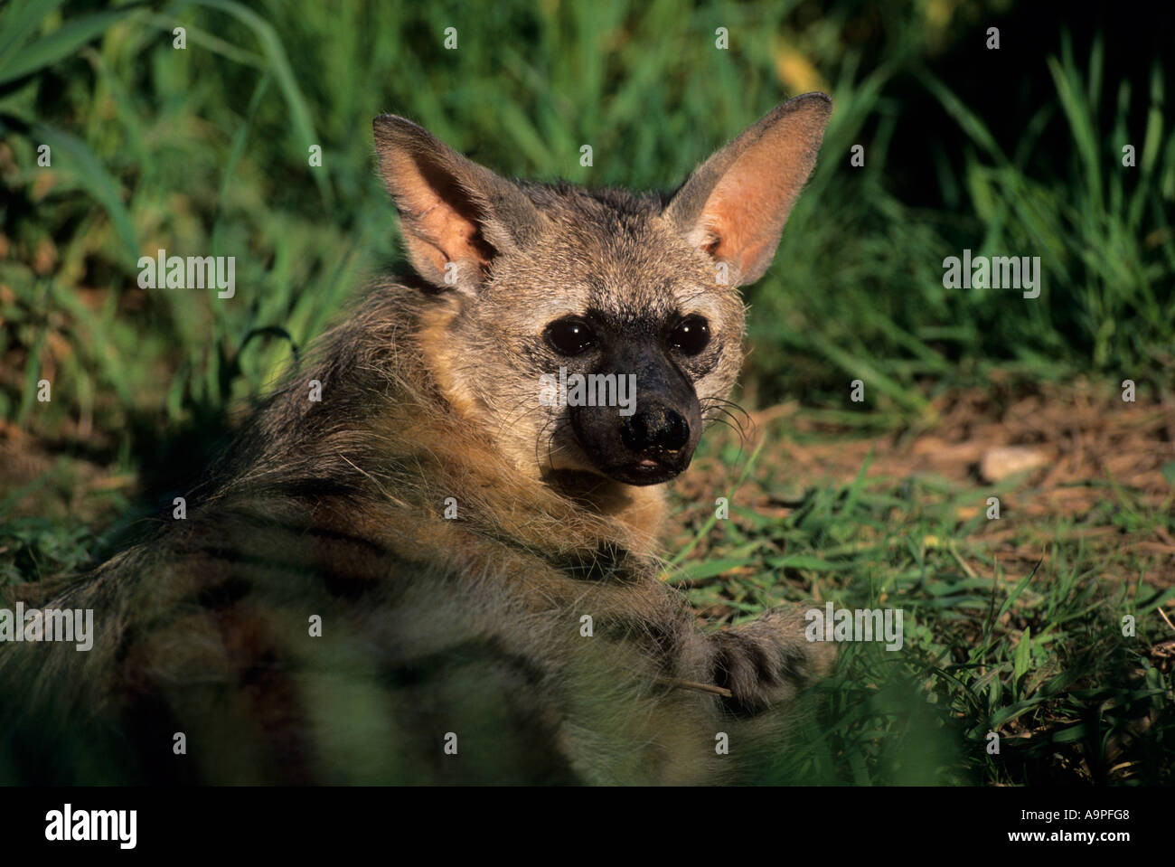 Aardwolf eating termite hi-res stock photography and images - Alamy