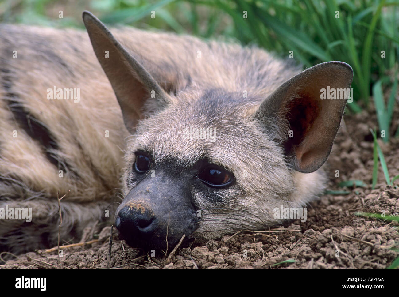Aardwolf hi-res stock photography and images - Alamy