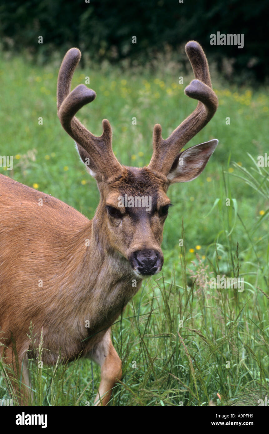 Columbian black tailed deer Odocoileus hemionus columbianus BC Canada ...