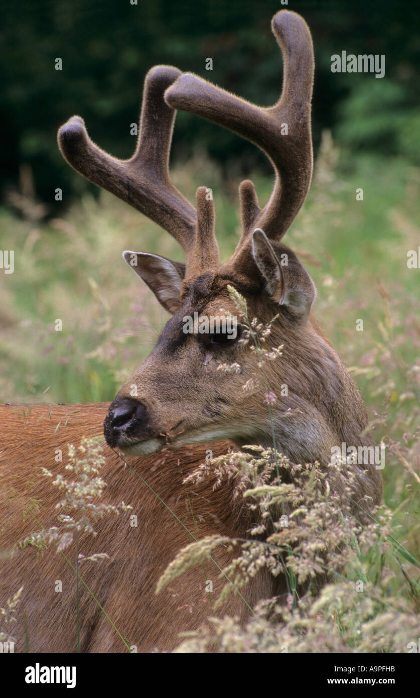 Columbian black tailed deer Odocoileus hemionus columbianus BC Canada ...