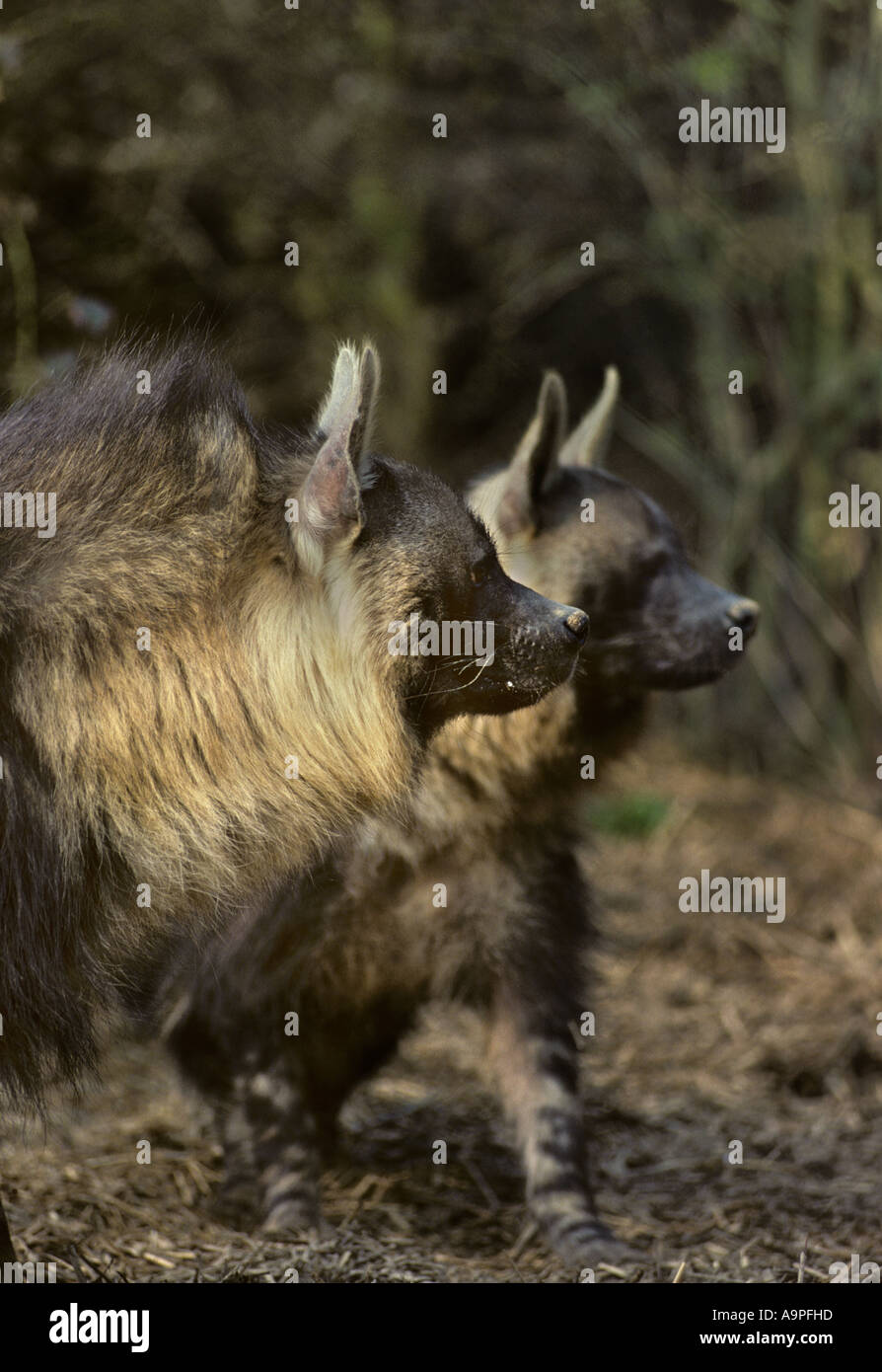 Brown Hyena Parahyaena brunnea Southern Africa Captive Stock Photo - Alamy