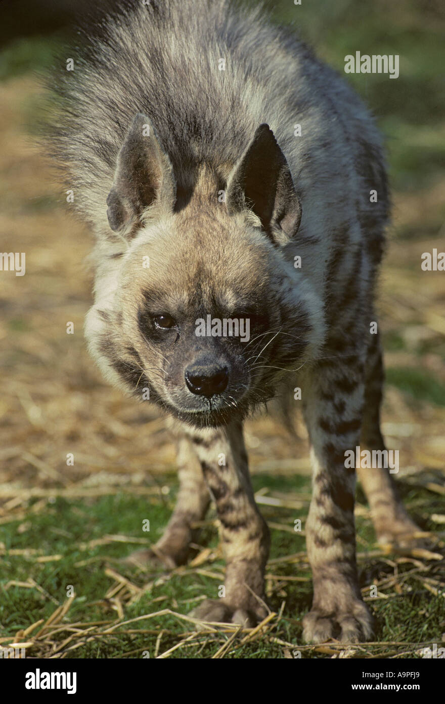 Striped hyena Hyaena hyaena Africa western Asia Middle East Captive ...