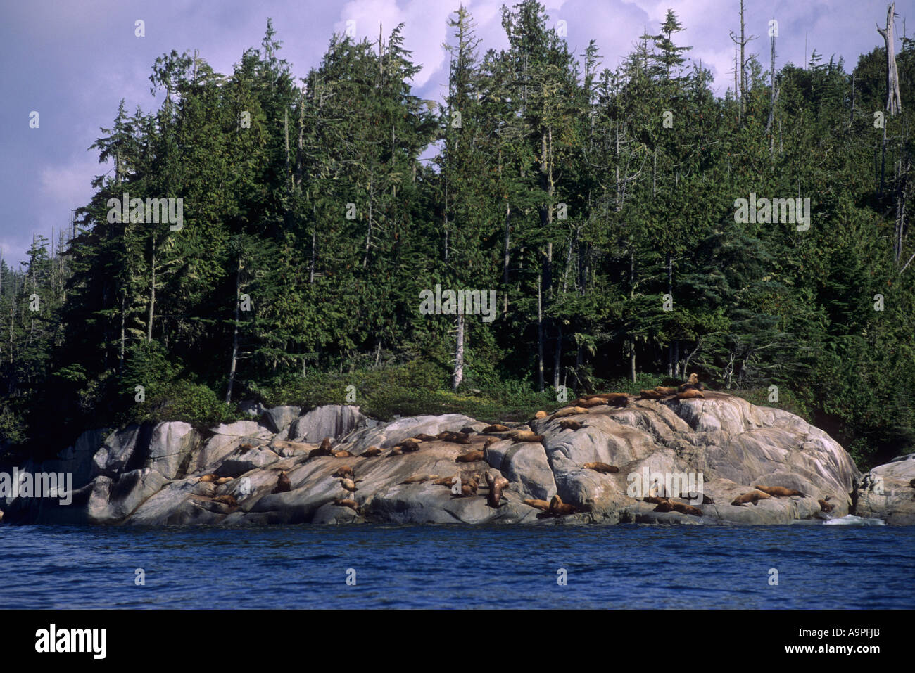 Steller sea lions sealions hi-res stock photography and images - Alamy