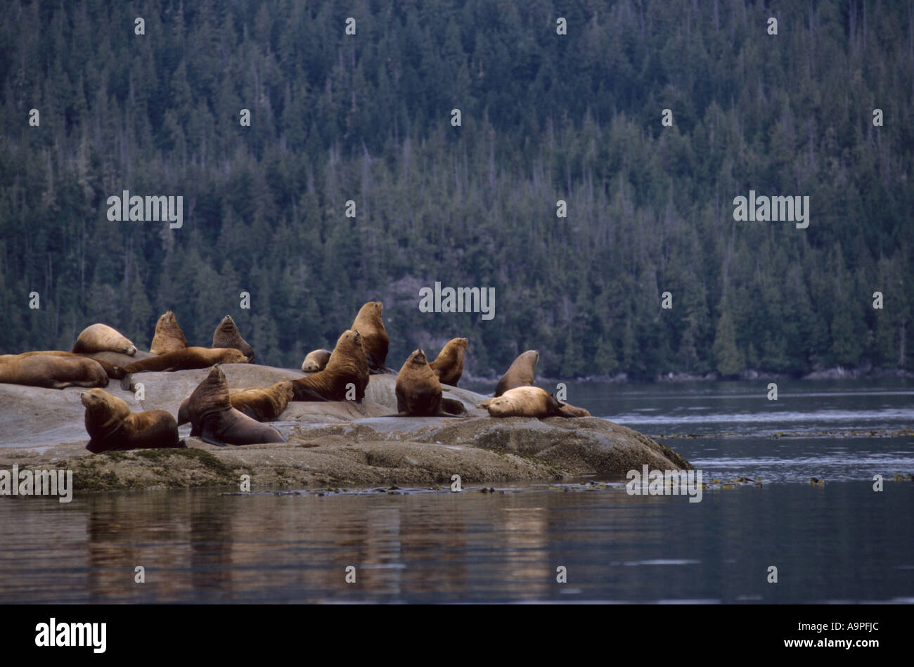Northern or Steller sea lion Eumetopias jubatus Blackfish Sound British ...