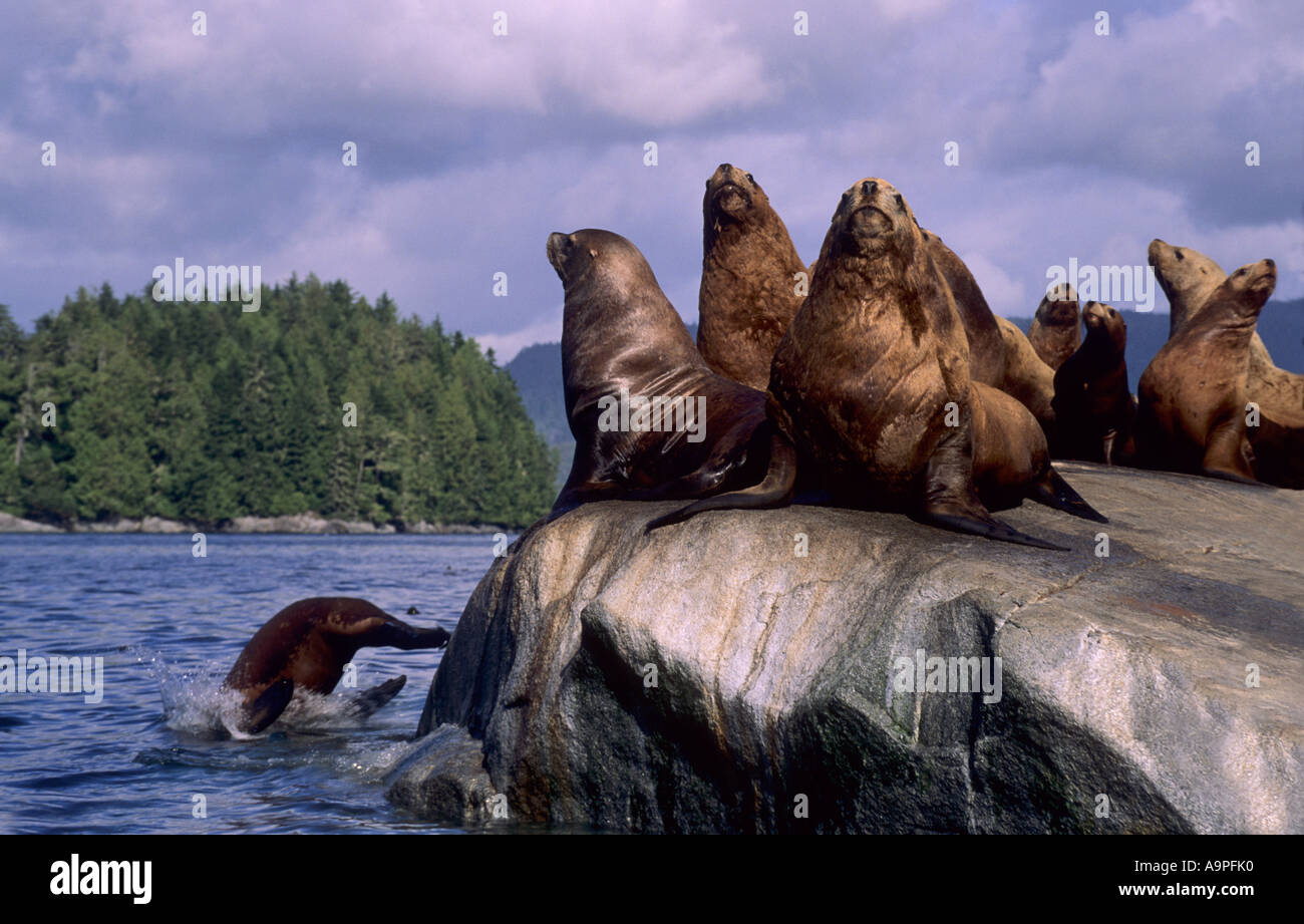 Northern or Steller sea lion Eumetopias jubatus Blackfish Sound British ...