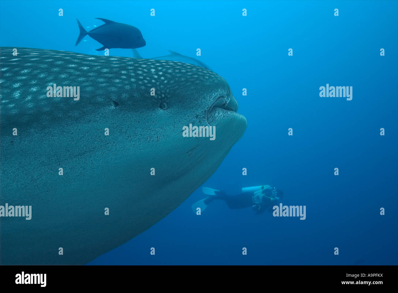 A whale shark with a black jack and diver in the background at Darwin Island Galapagos Stock ...