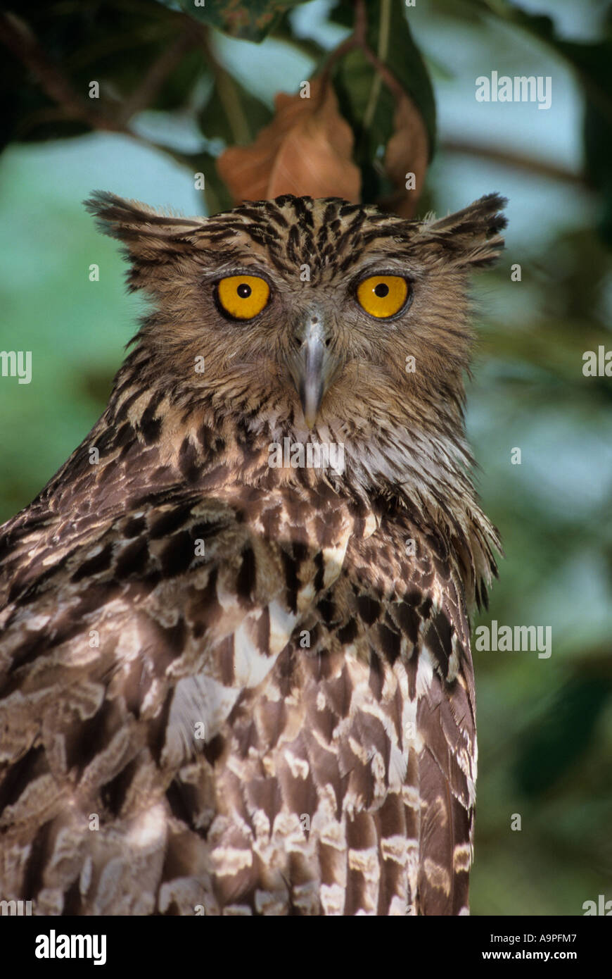 Brown Fish Owl Ketupa zeylonensis Cambodia Stock Photo - Alamy