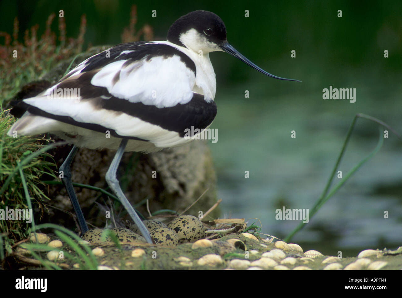 Avocet Recurvirostra avosetta with eggs . Captive Stock Photo - Alamy