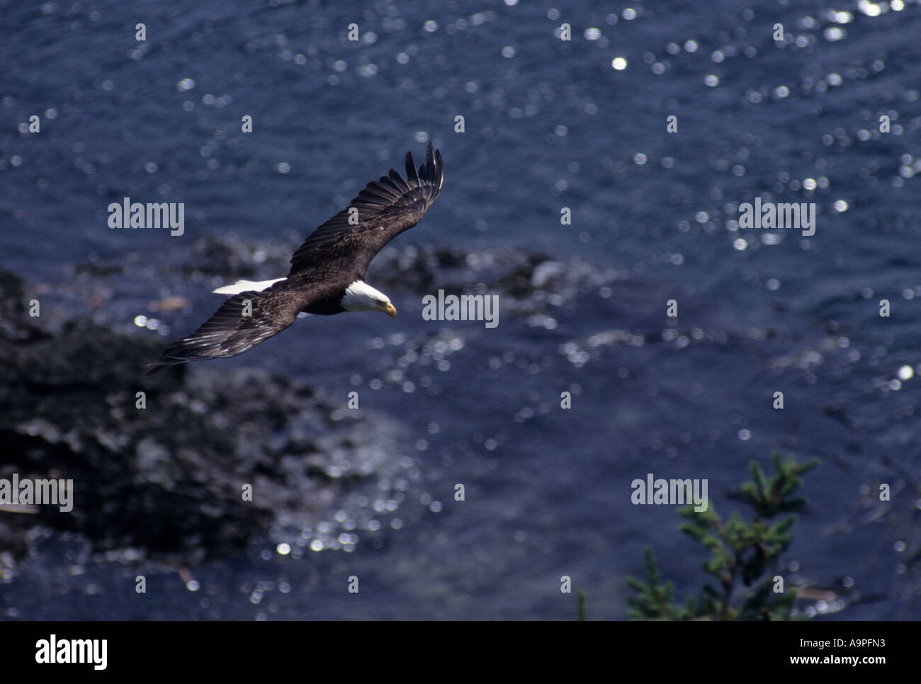 Bald eagle Haliaeetus leucocephalus Johnstone Strait BC Canada Stock ...
