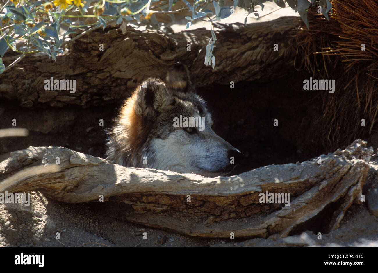 Wolf looking out from shady burrow Stock Photo - Alamy
