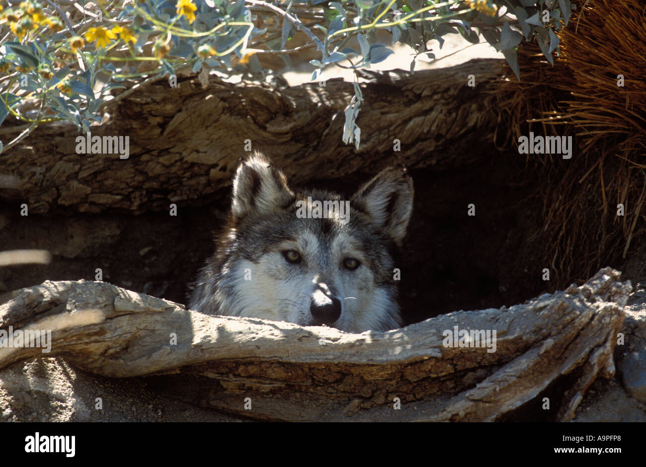 Wolf out hi-res stock photography and images - Alamy