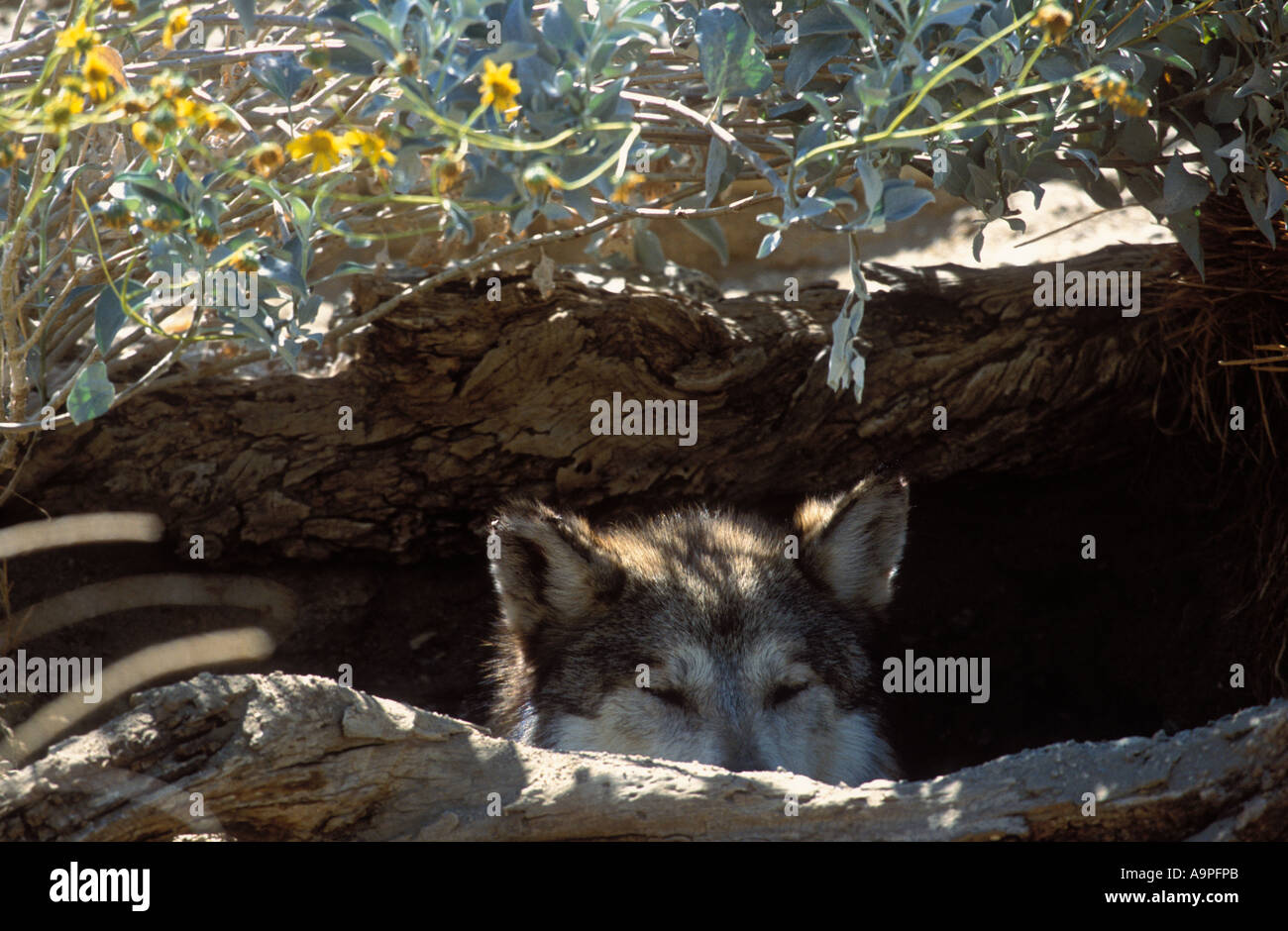 Wolf looking out from shady burrow Stock Photo - Alamy