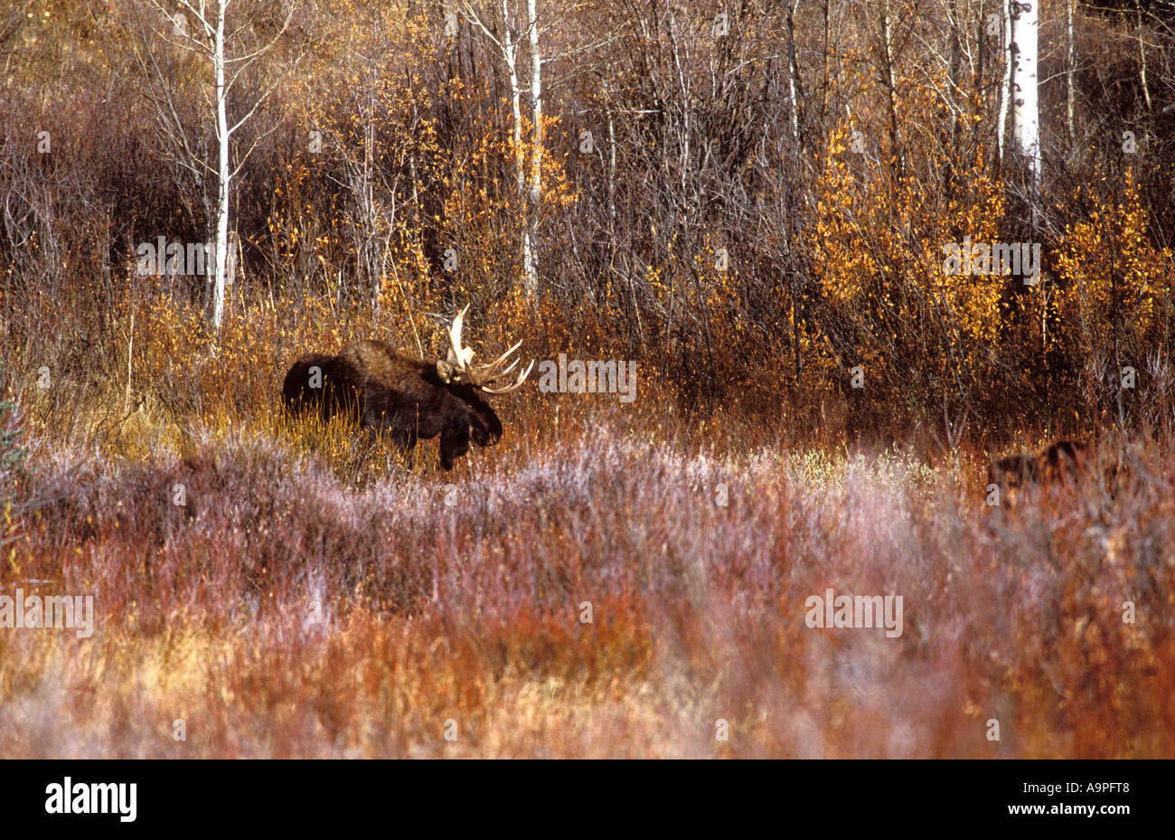 Bull (male) moose walking through fall foliage in Grand Teton National ...