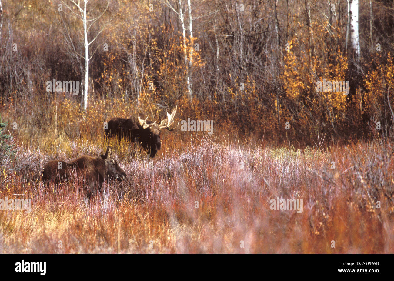 Bull (male) moose walking through fall foliage in Grand Teton National ...