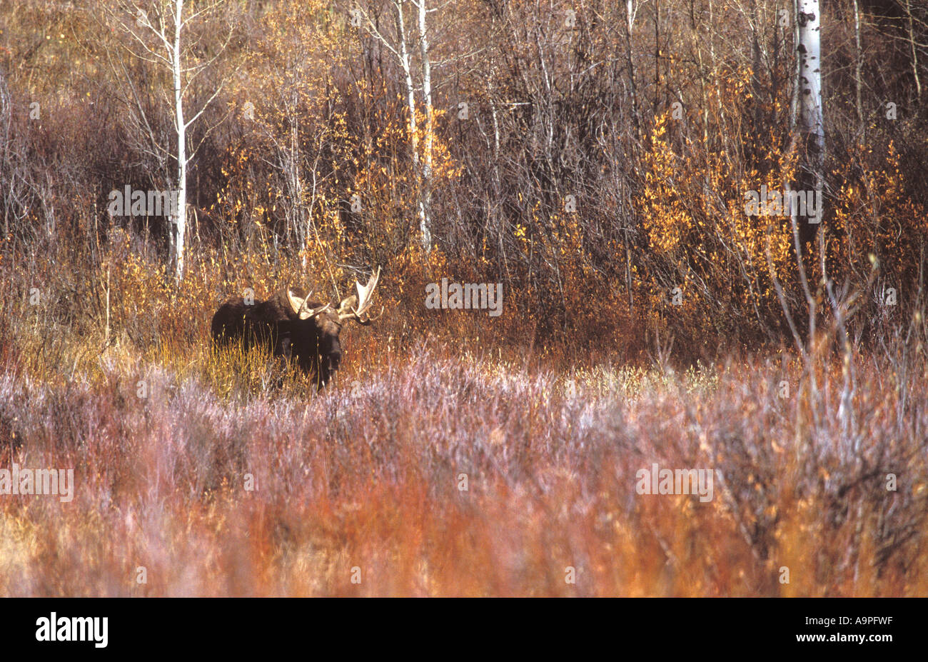 Bull (male) moose walking through fall foliage in Grand Teton National ...