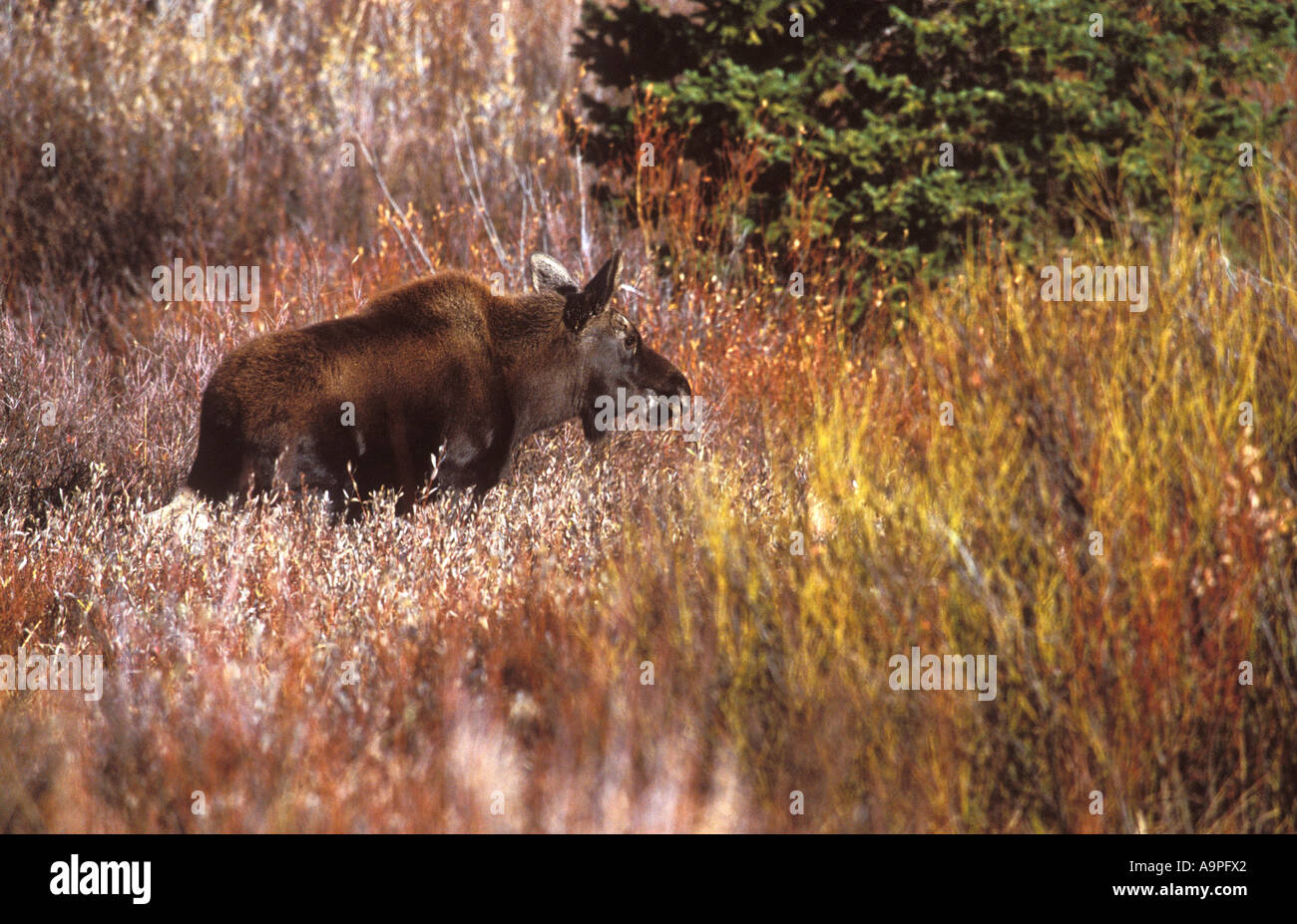 Cow (female) moose walking through fall foliage Stock Photo - Alamy