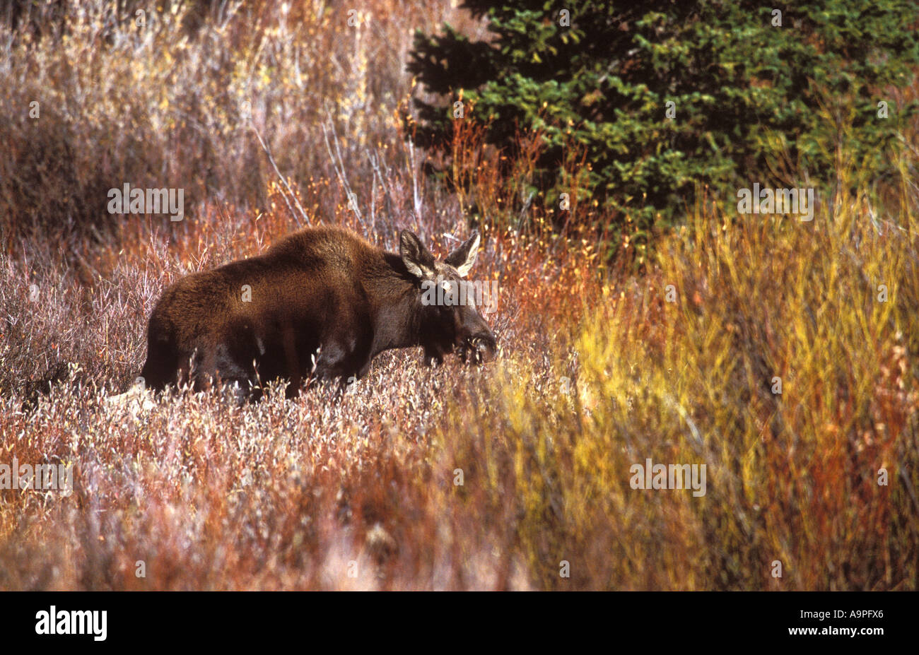 Cow (female) moose walking through fall foliage Stock Photo - Alamy