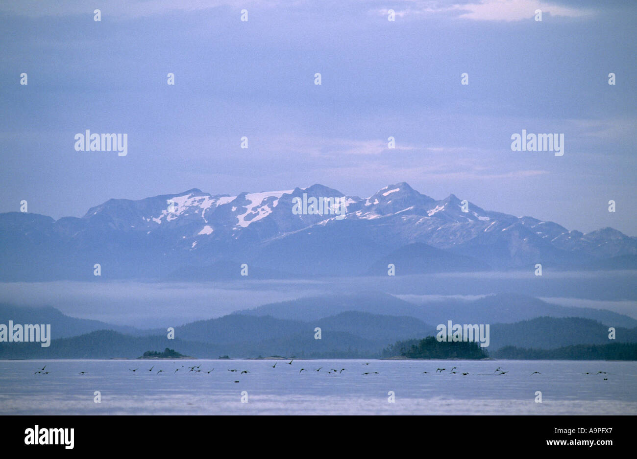 Sooty shearwater puffinus griseus hi-res stock photography and images ...