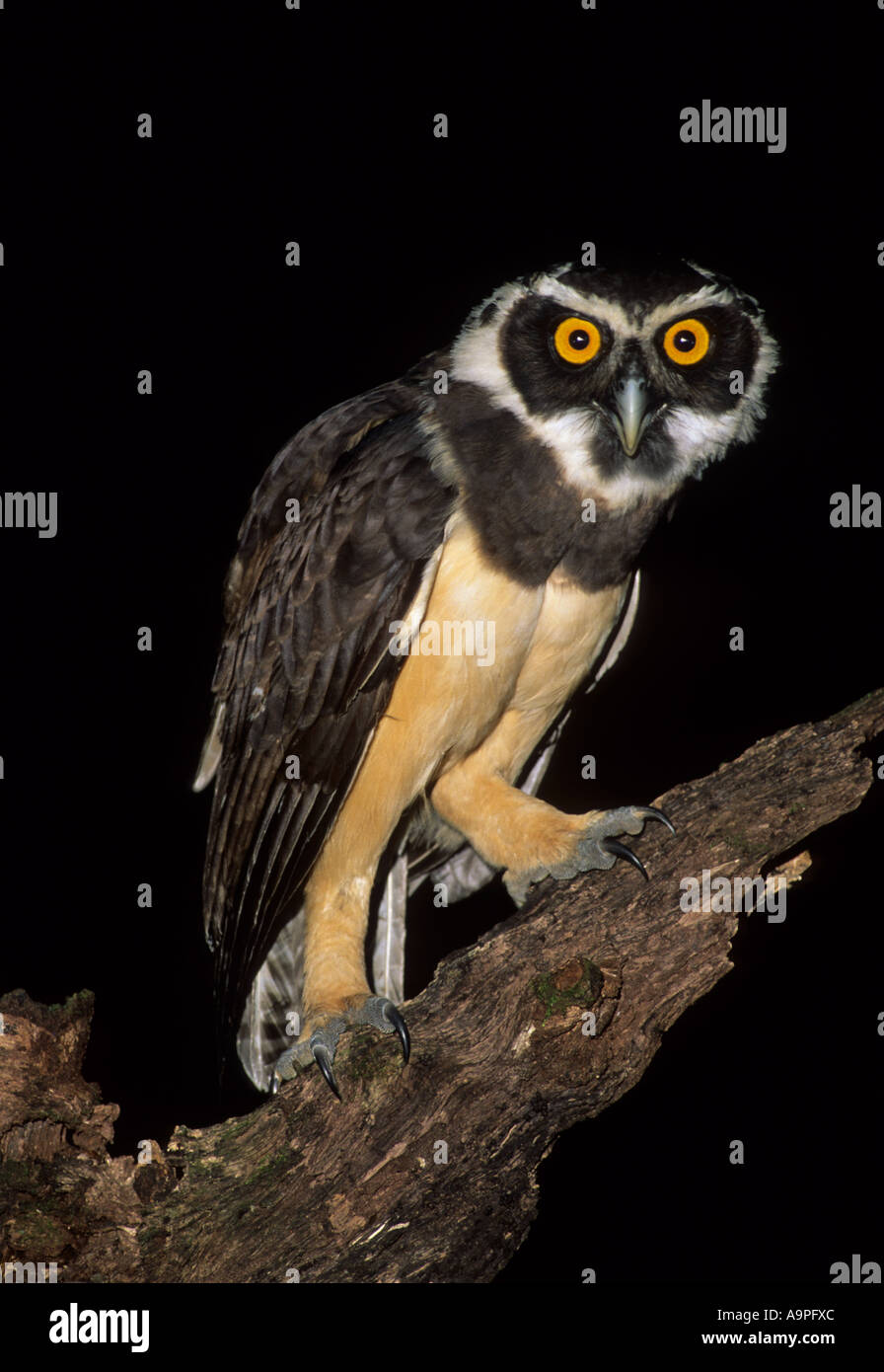 Birds of paraguay hi-res stock photography and images - Alamy