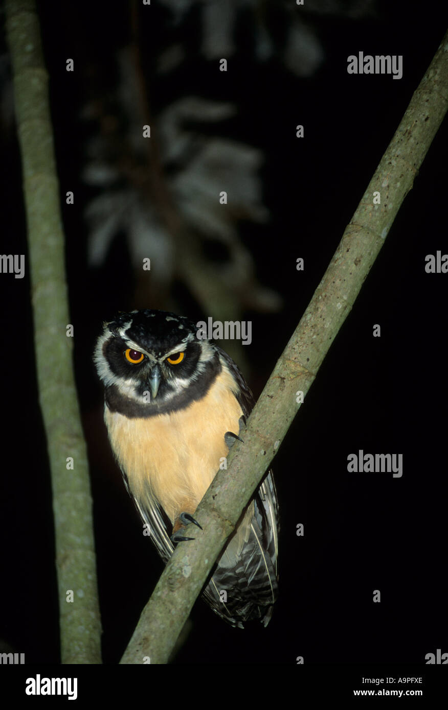 Birds of paraguay hi-res stock photography and images - Alamy