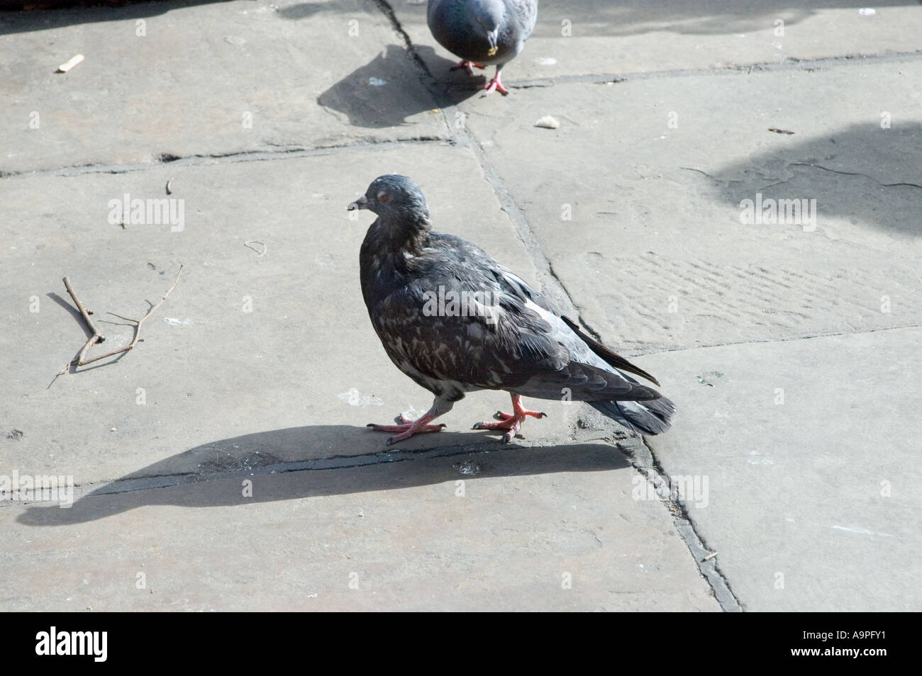 Pigeon feral nuisance pest hi-res stock photography and images - Alamy