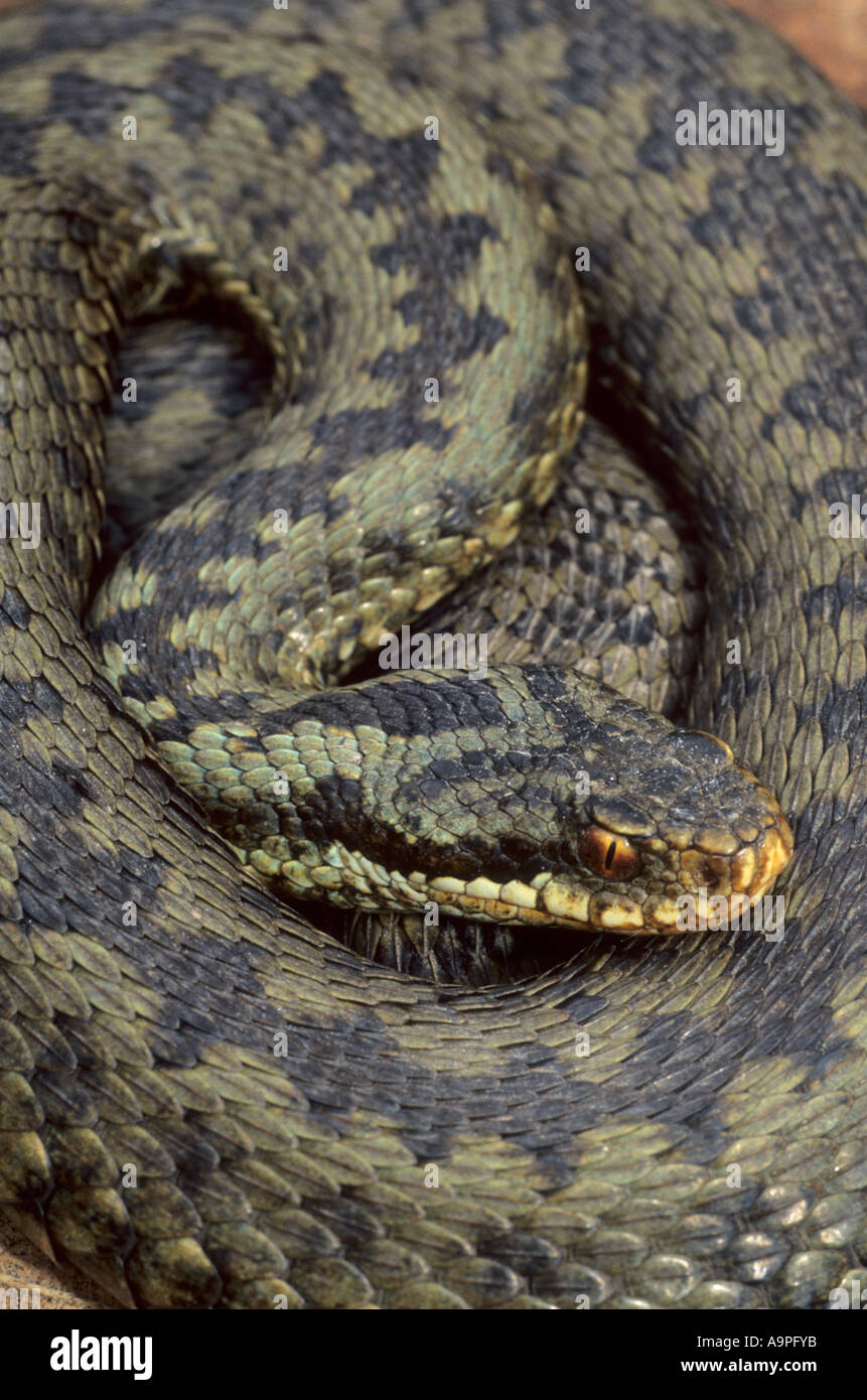 Adder Vipera berus Kent UK Stock Photo - Alamy