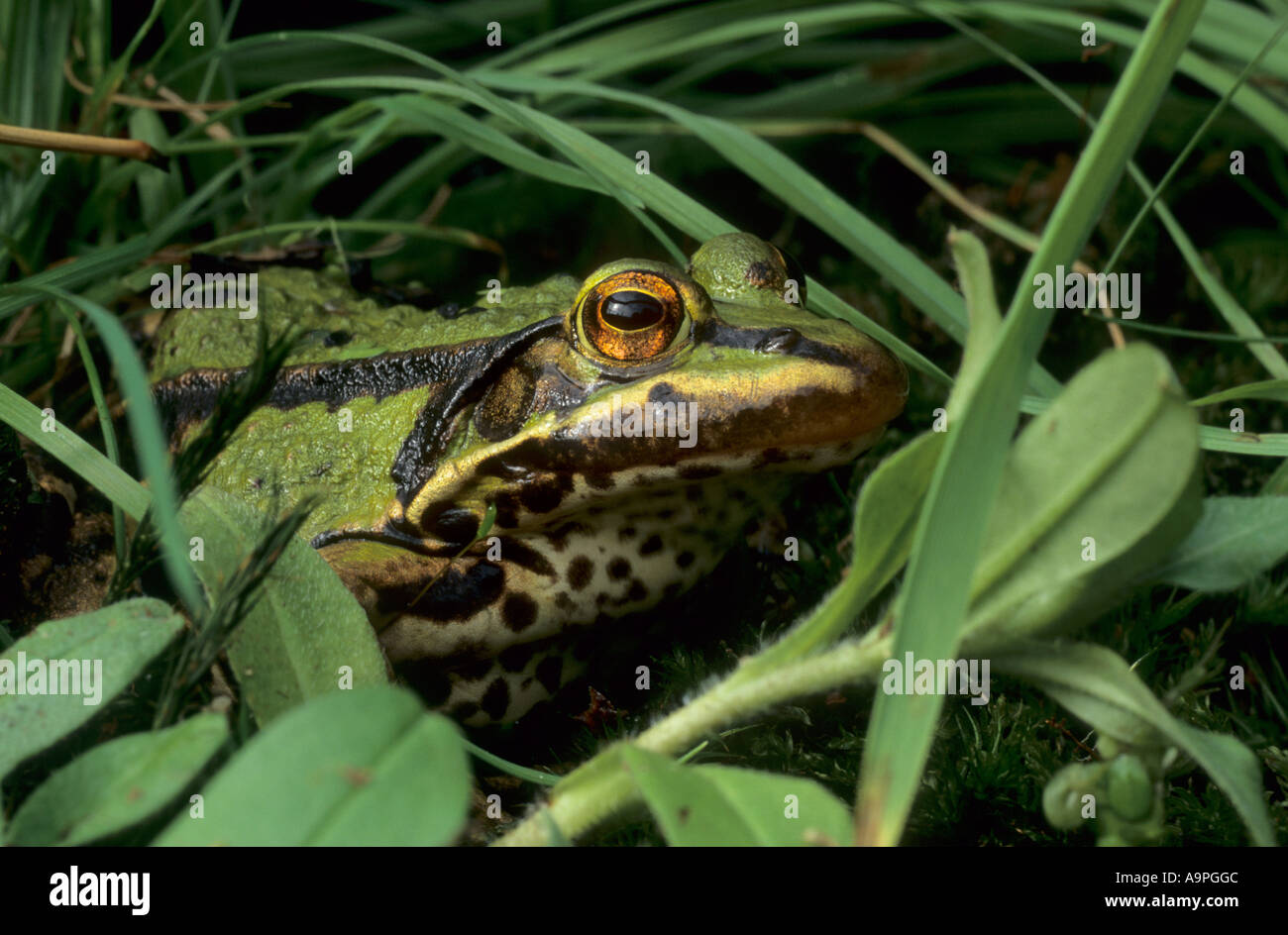 Pool frog Rana lessonae Europe UK Stock Photo - Alamy