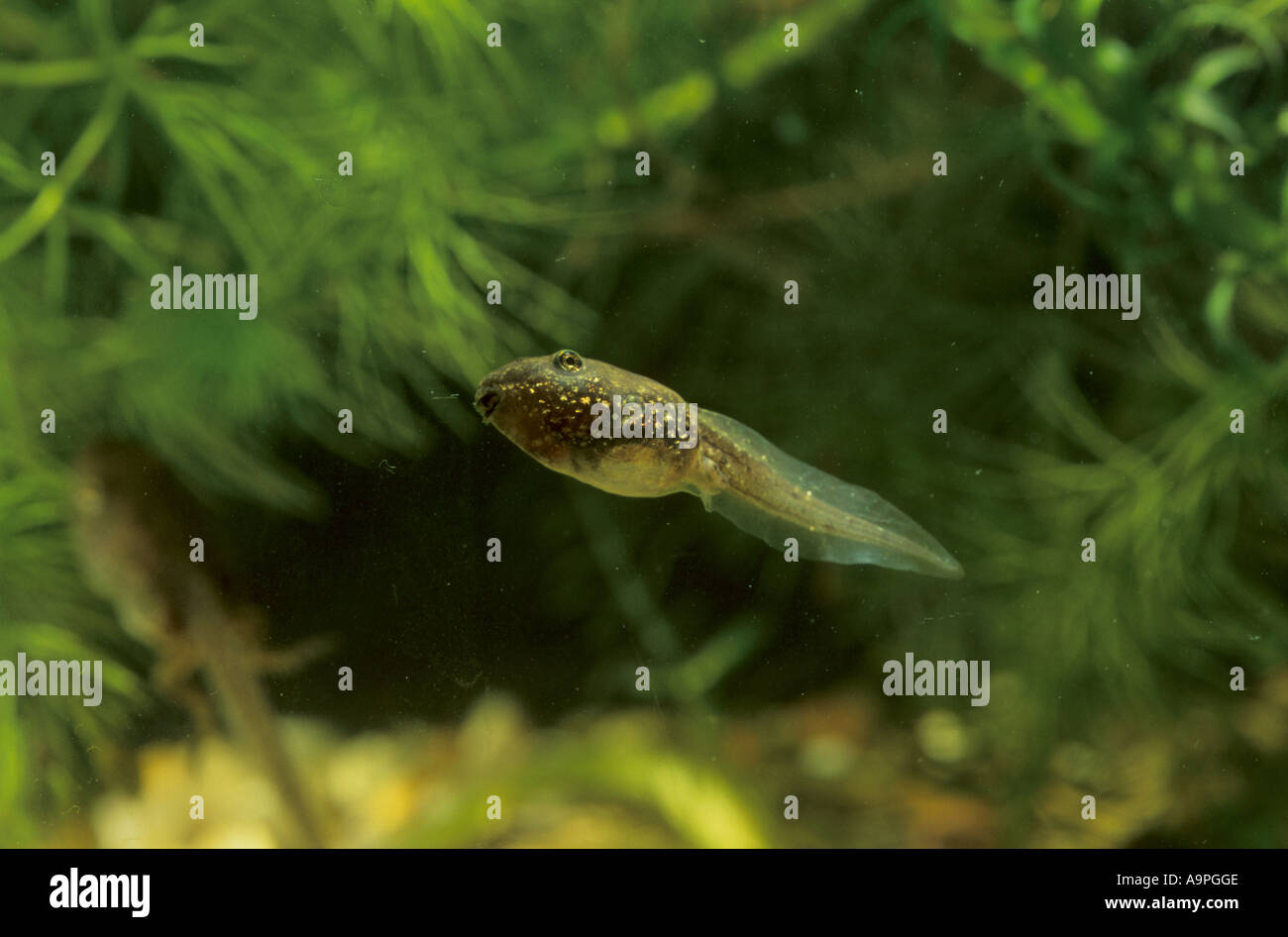 Pool frog Rana lessonae Europe UK Stock Photo - Alamy