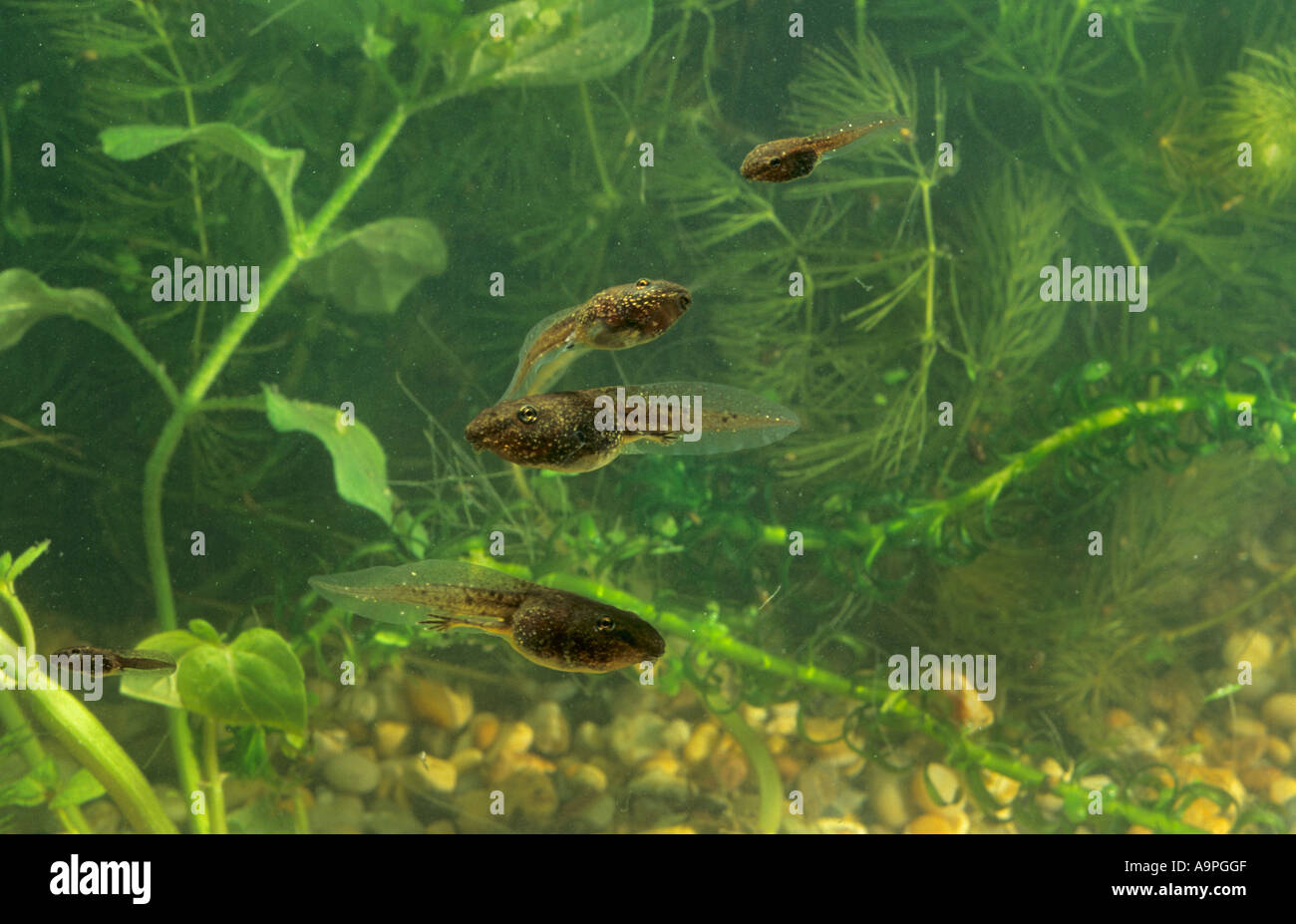Pool frog Rana lessonae Europe UK Stock Photo - Alamy