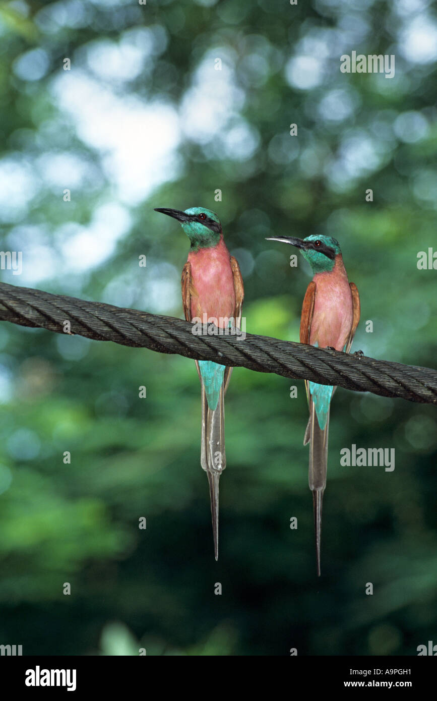 Northern carmine bee eaters Merops nubicus Jurong Bird Park Singapore ...