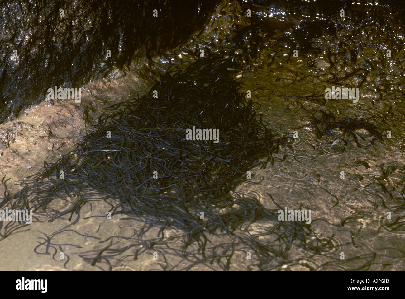 Elvers of European eel Anguilla anguilla climbing sluice gate wall ...