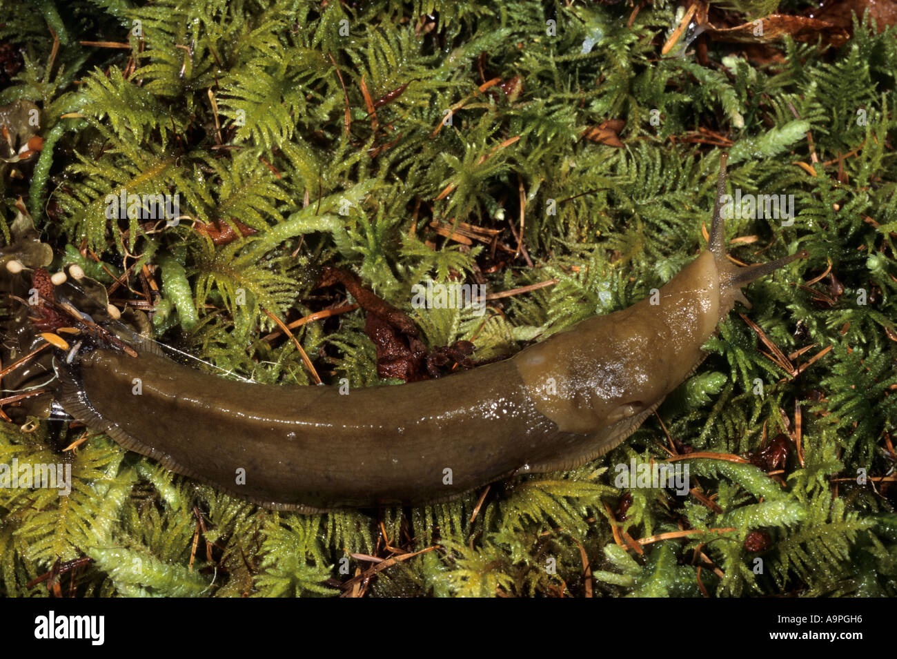Banana slugs hi-res stock photography and images - Alamy