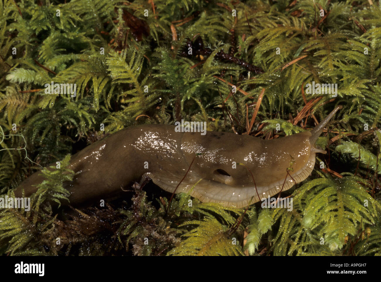 Pacific Banana Slug Ariolimax columbianus British Columbia Canada Stock ...