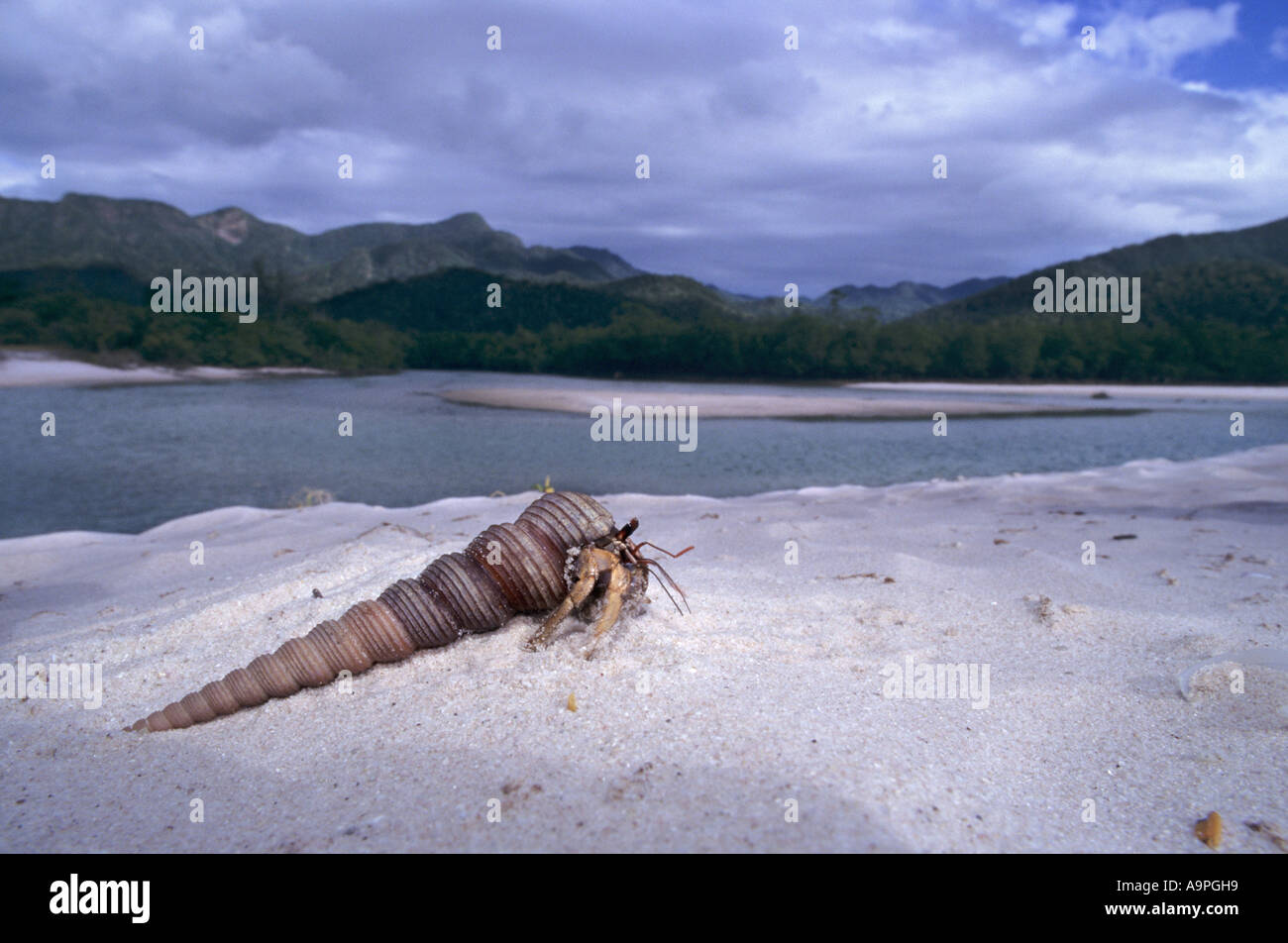 Hermit crab in spiral shell hi-res stock photography and images - Alamy