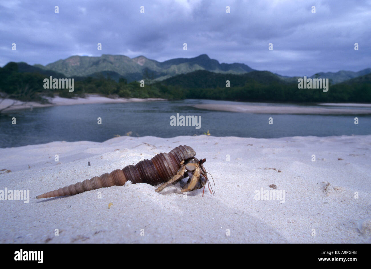 Hermit crab in spiral shell hi-res stock photography and images - Alamy