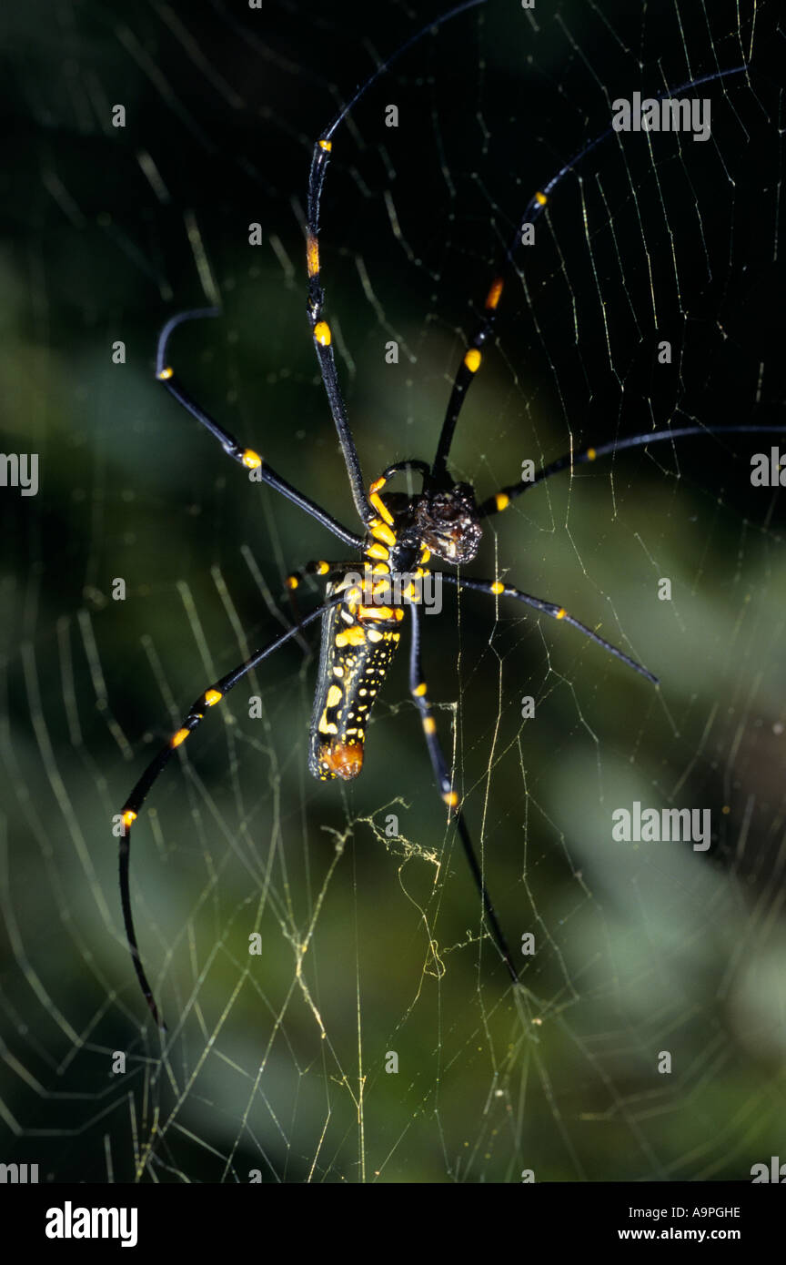 Golden orb web spider Nephila spp Queensland Australia Stock Photo - Alamy