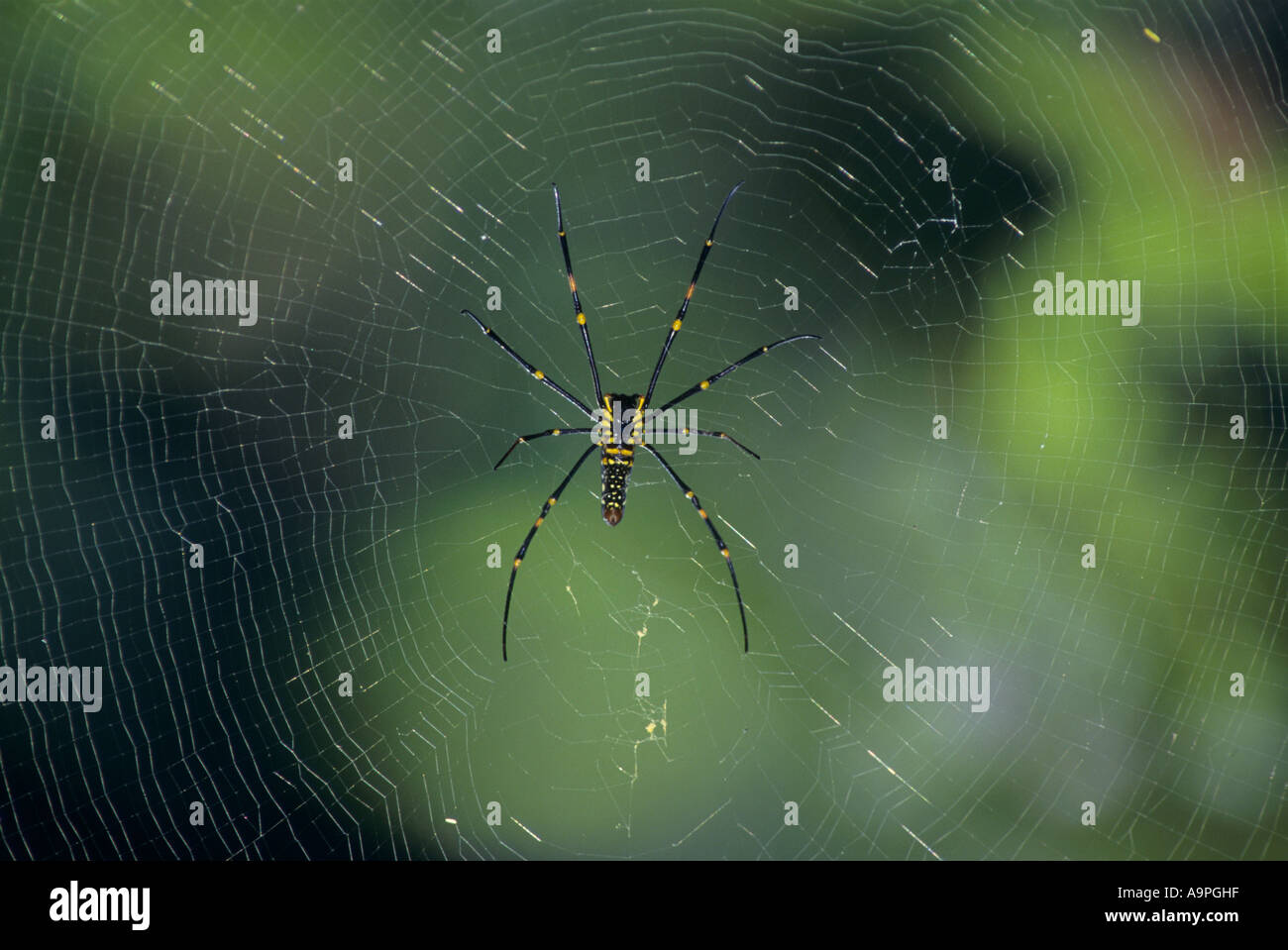 Golden orb web spider Nephila spp Queensland Australia Stock Photo - Alamy