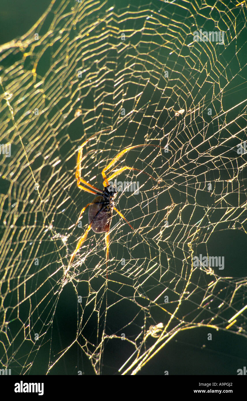 Golden orb web spider Nephila spp Queensland Australia Stock Photo - Alamy