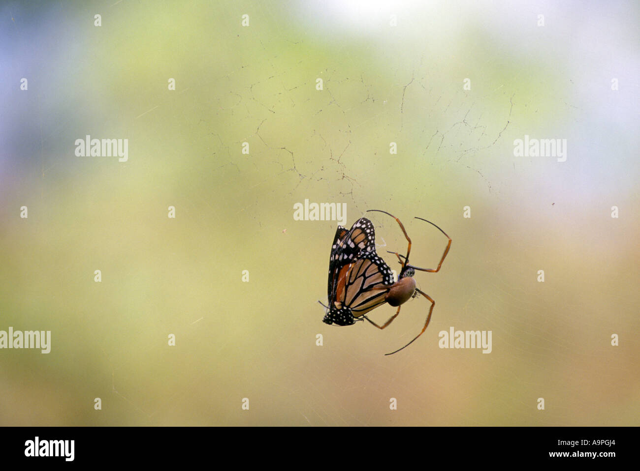 Nephila spp hi-res stock photography and images - Alamy