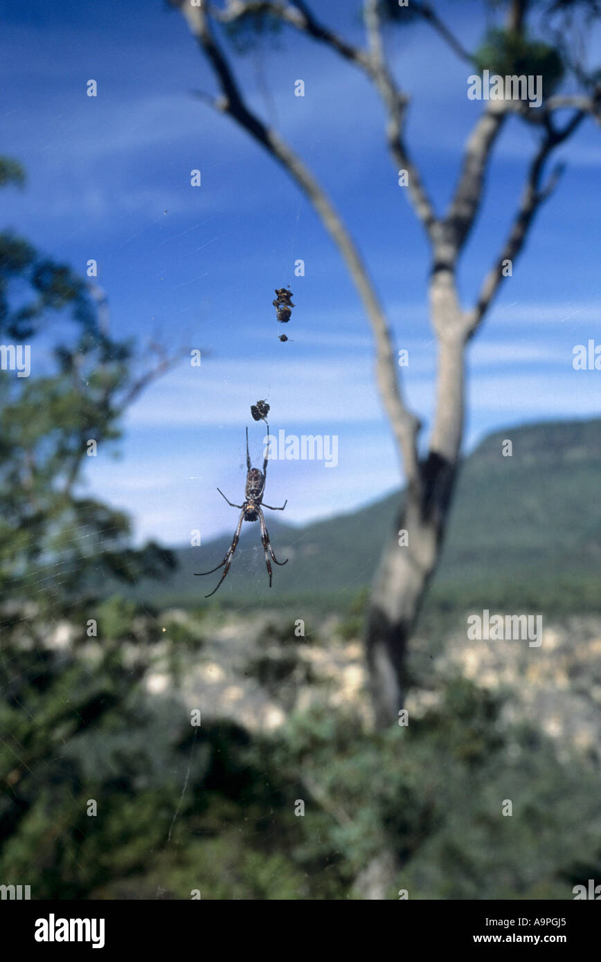 Golden orb web spider Nephila spp Queensland Australia Stock Photo - Alamy