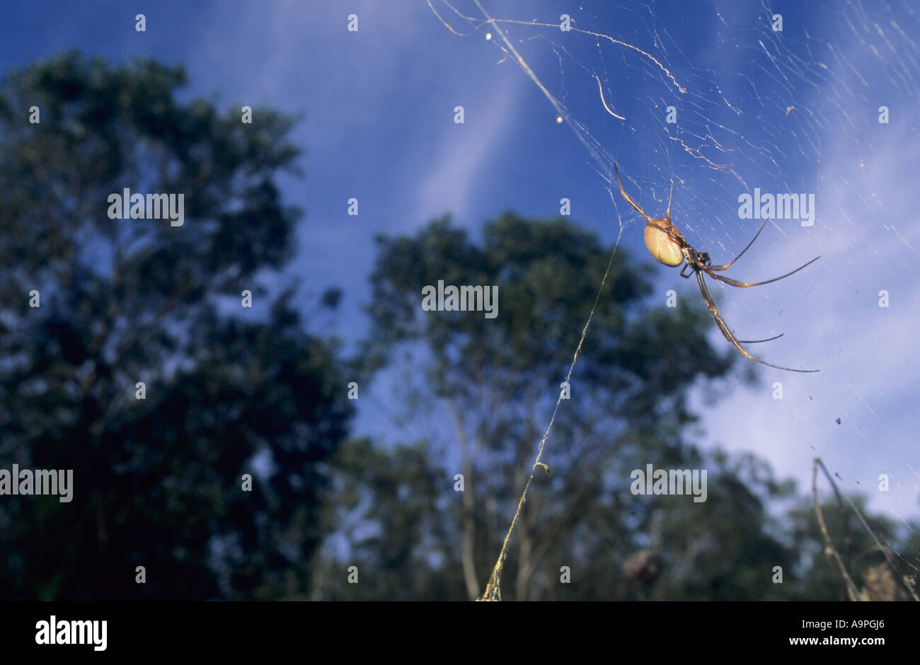 Golden orb web spider Nephila spp Queensland Australia Stock Photo - Alamy