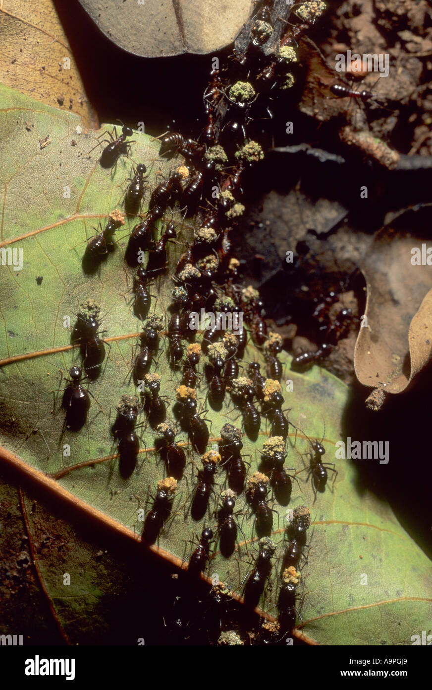 Termites carrying food Khao Yai National Park Thailand Stock Photo - Alamy