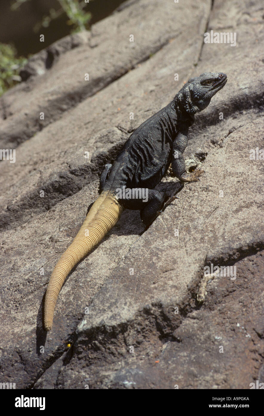 Chuckwalla Sauromalus obesus Arizona USA Stock Photo - Alamy