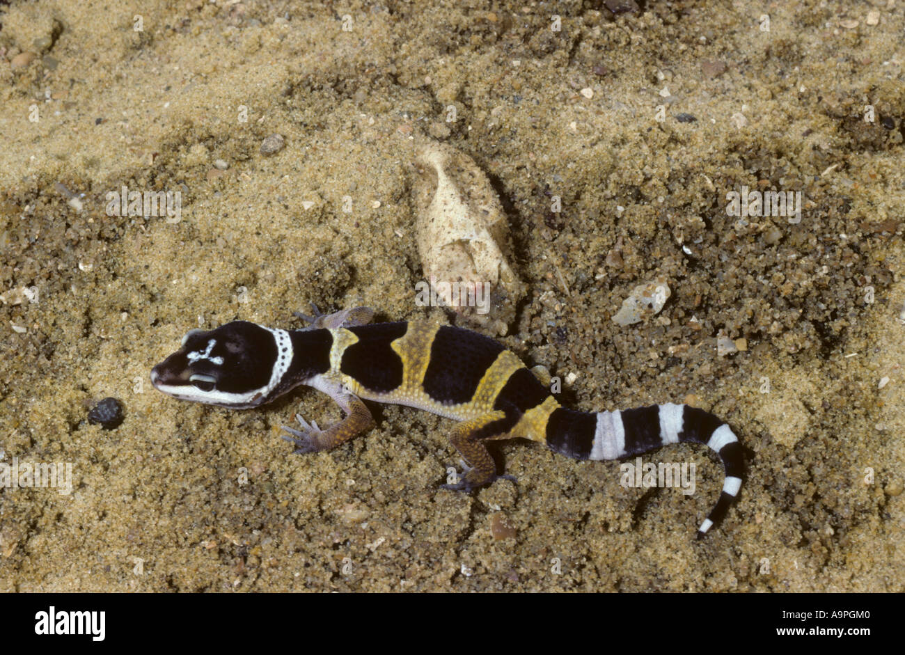 Leopard Gecko Eublepharis macularius Stock Photo - Alamy