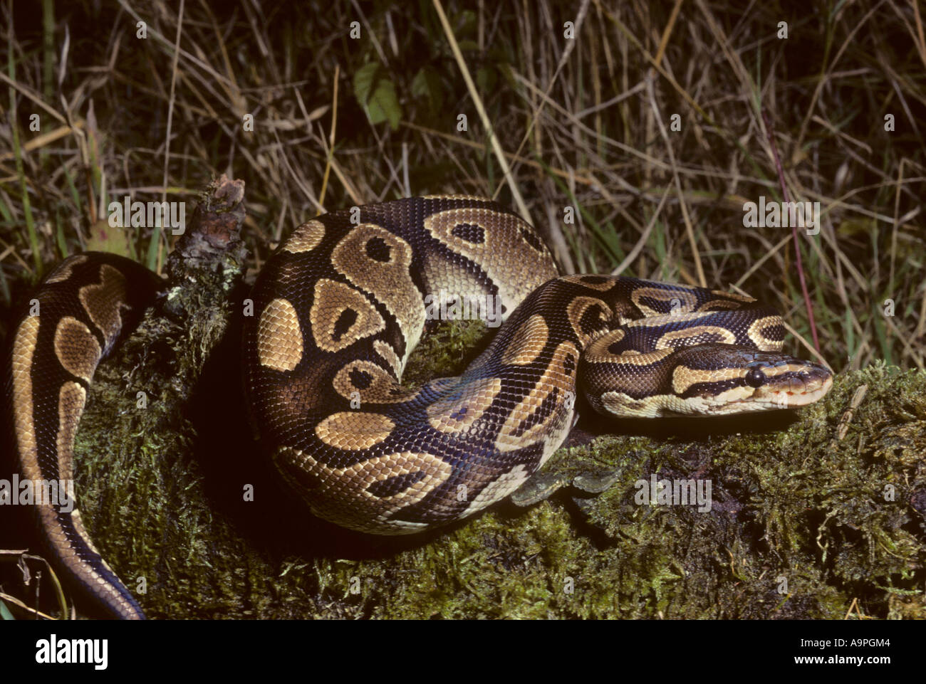 Royal or ball python Python regius West Africa Stock Photo - Alamy